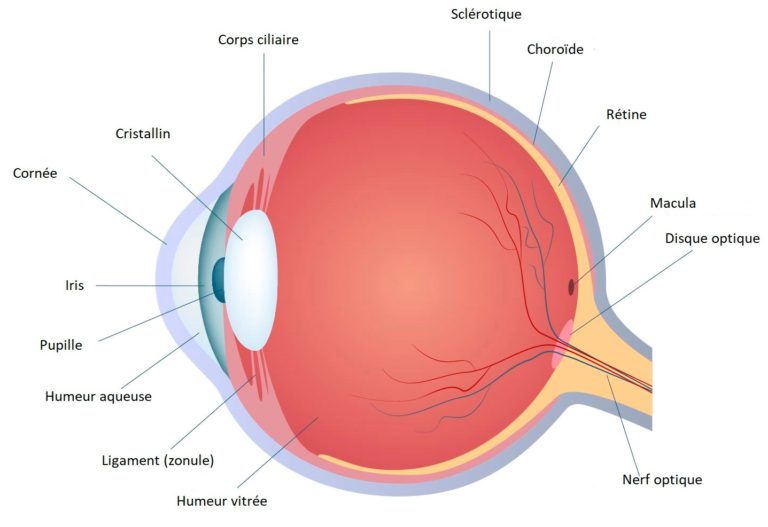 Anatomie, schéma et fonctionnement de l'oeil - Pôle Ophta Le Mans 72