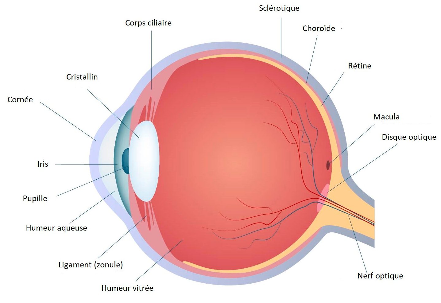 Anatomie, schéma et fonctionnement de l'oeil - Pôle Ophta Le Mans 72