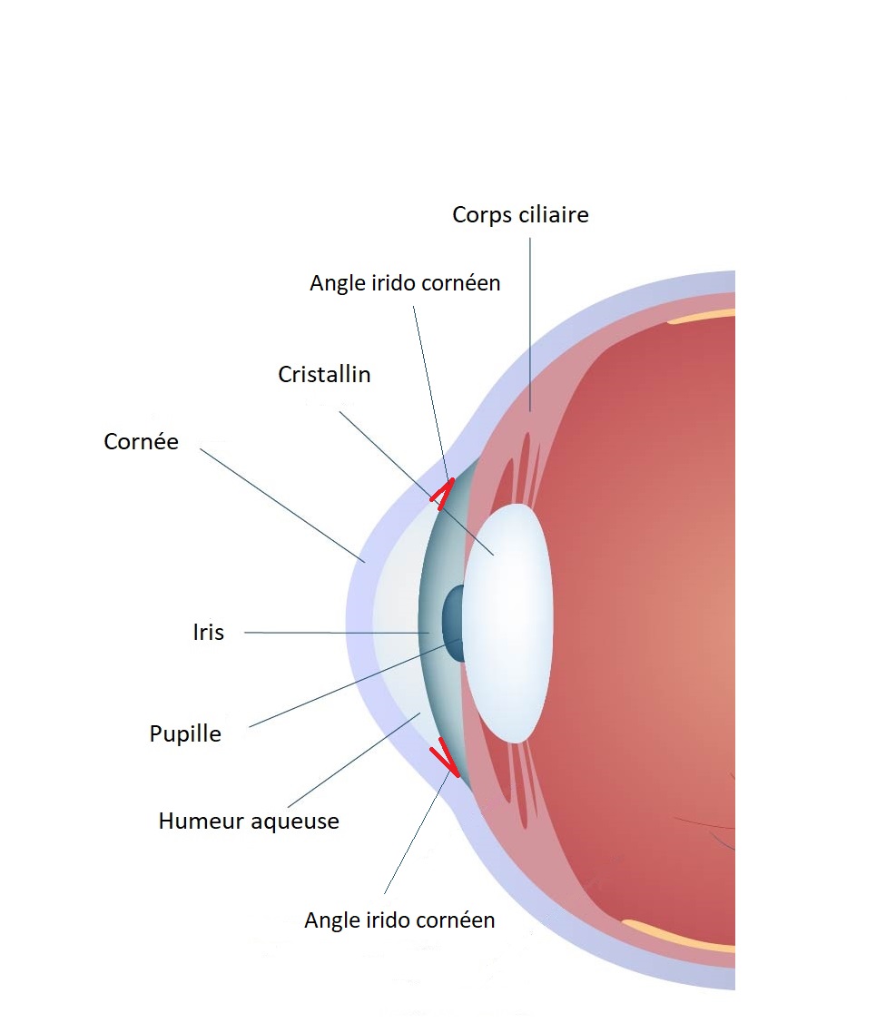 Glaucome : Causes, diagnostics et traitements - Pôle Ophta Le Mans 72