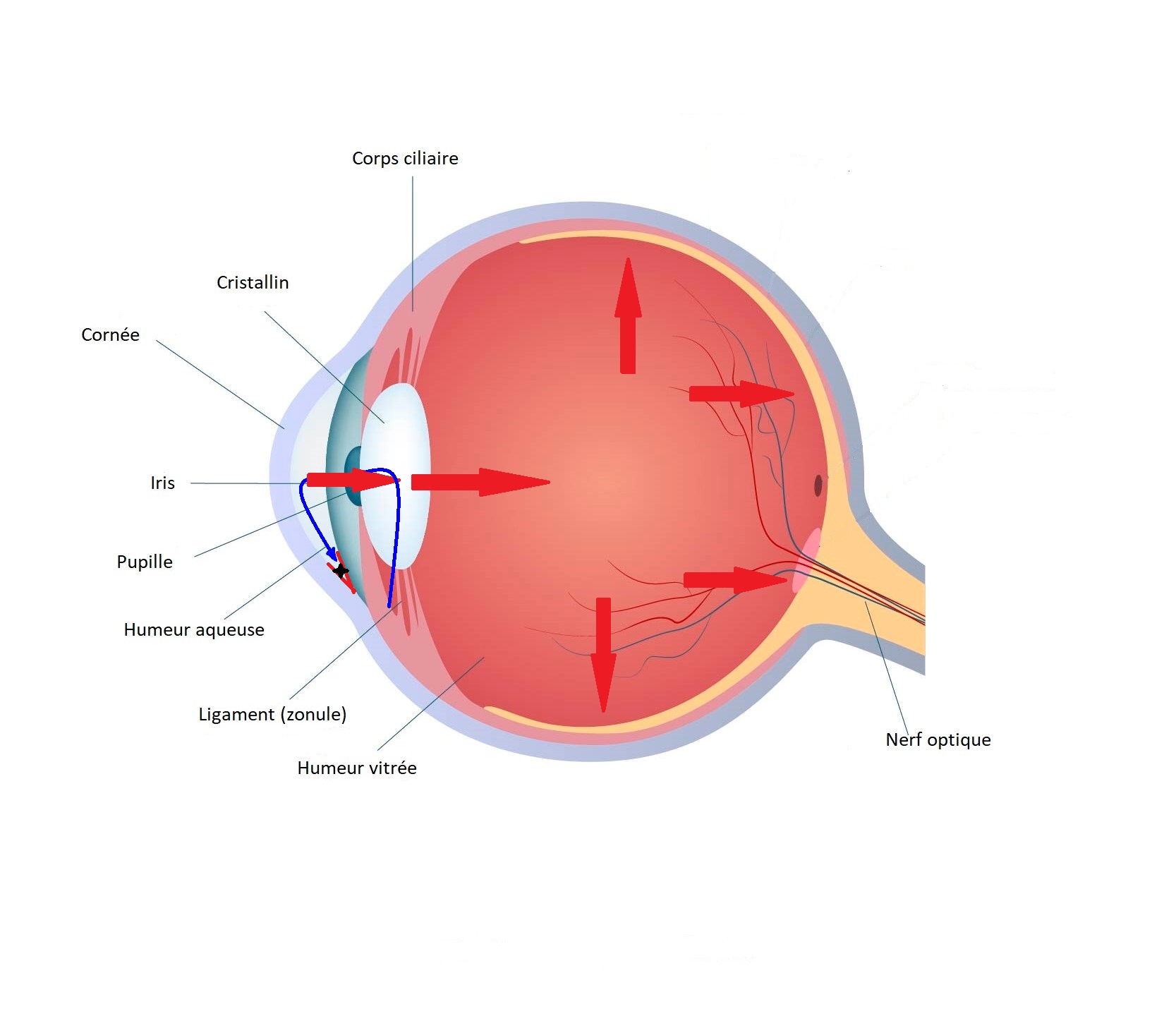 Glaucome : Causes, diagnostics et traitements - Pôle Ophta Le Mans 72